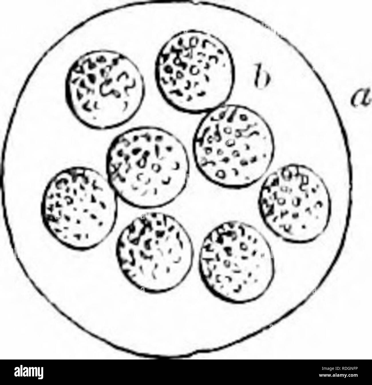 Cellule germinali maschili immagini e fotografie stock ad alta ...