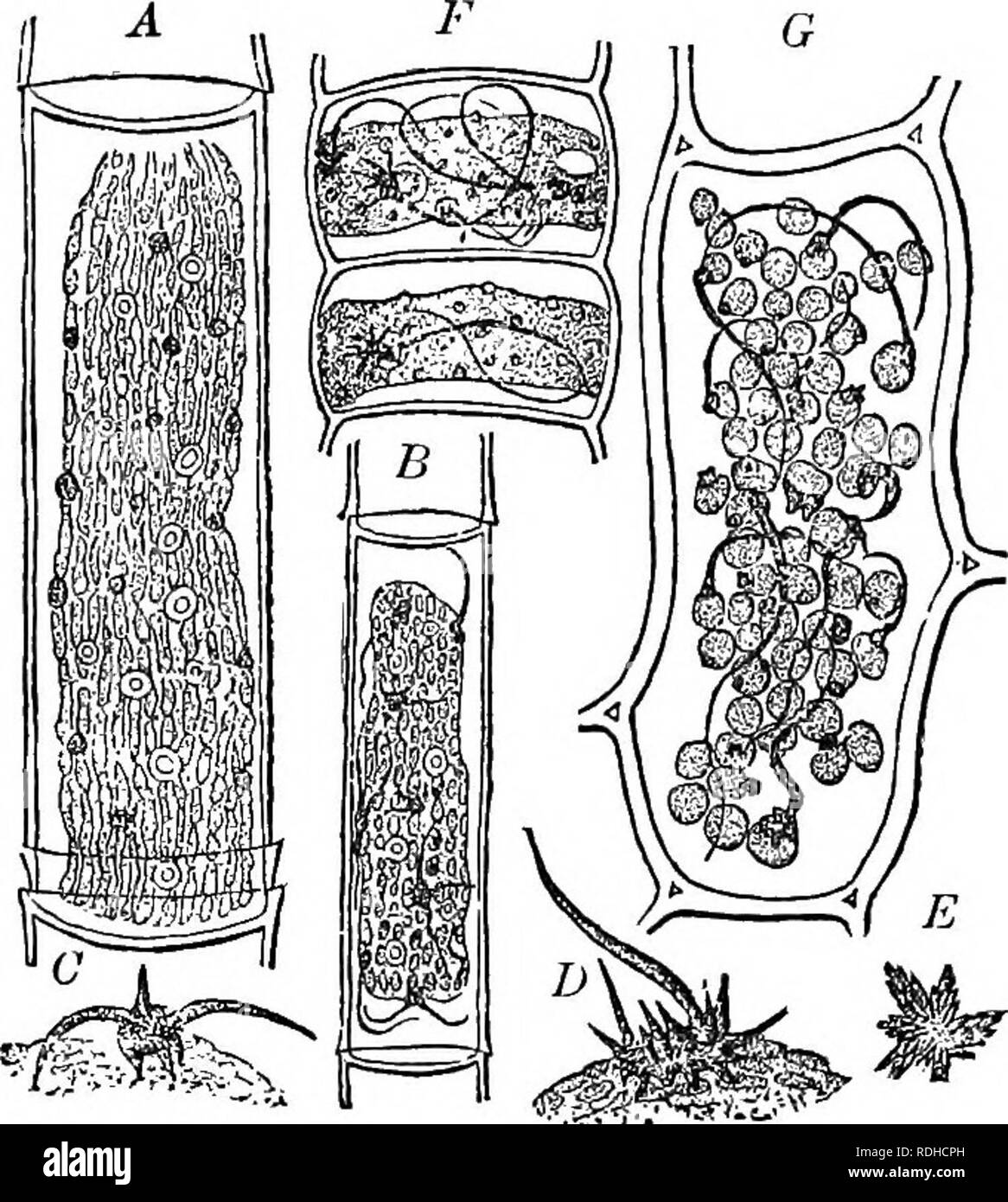 . Botanica fisiologico; I. contorni di istologia di phaenogamous piante ...