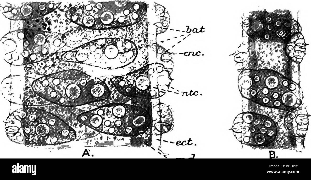 Obelia medusa immagini e fotografie stock ad alta risoluzione - Alamy