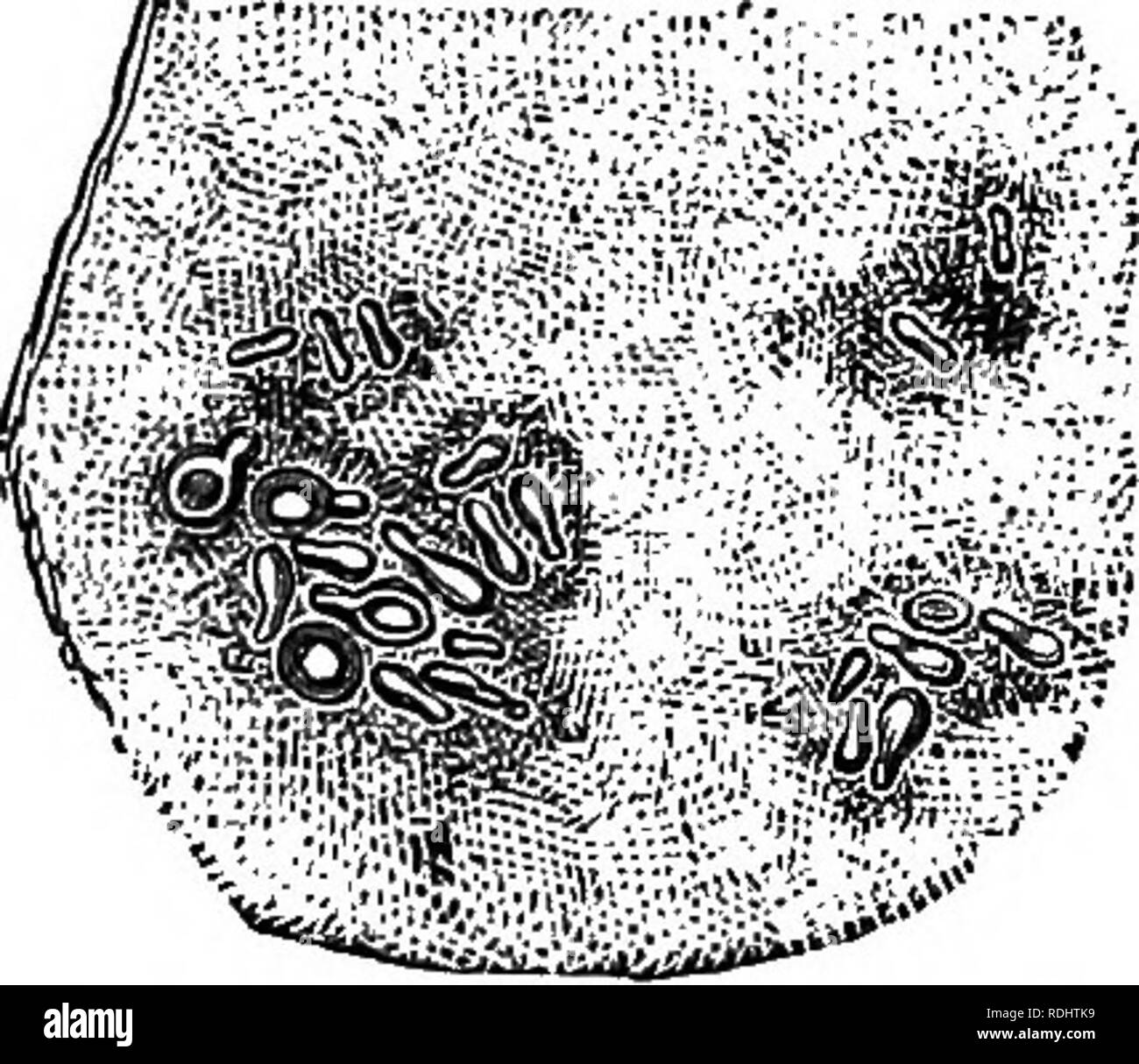 . Microbi, fermenta e stampi . Batteri; funghi; fermentazione. 60 ...