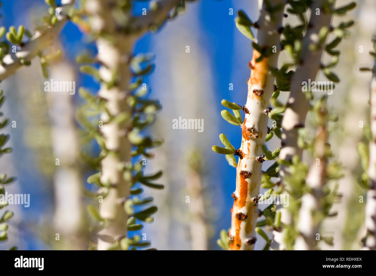 Parco nazionale di namaqua immagini e fotografie stock ad alta ...