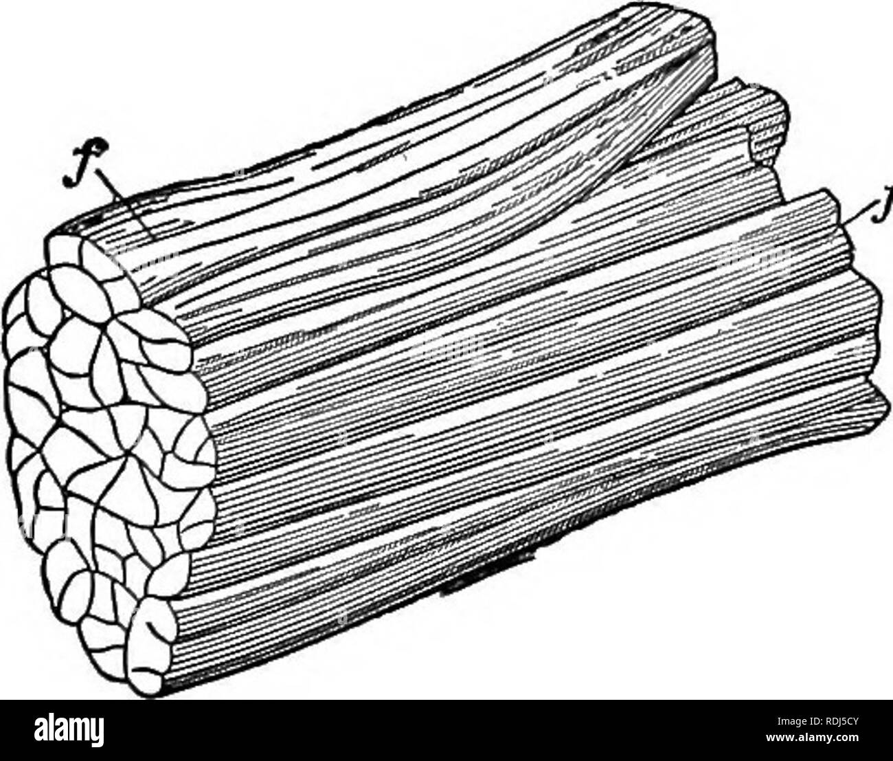 Musculo estriado y sus partes immagini e fotografie stock ad alta ...