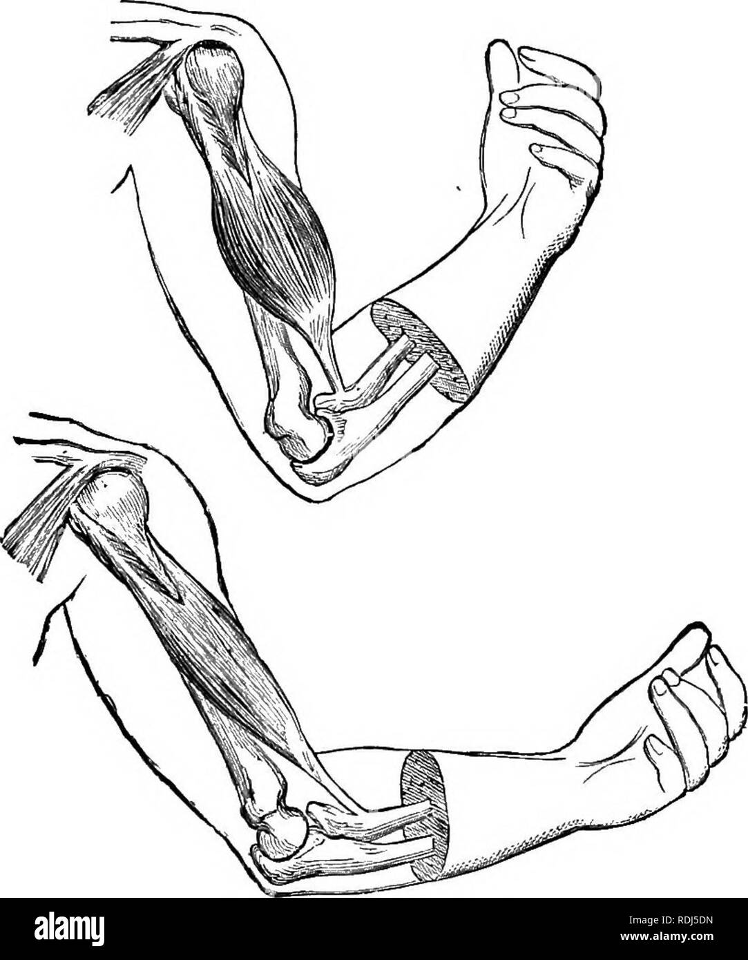 Muscolo involontario Foto e Immagini Stock in Bianco e Nero - Alamy