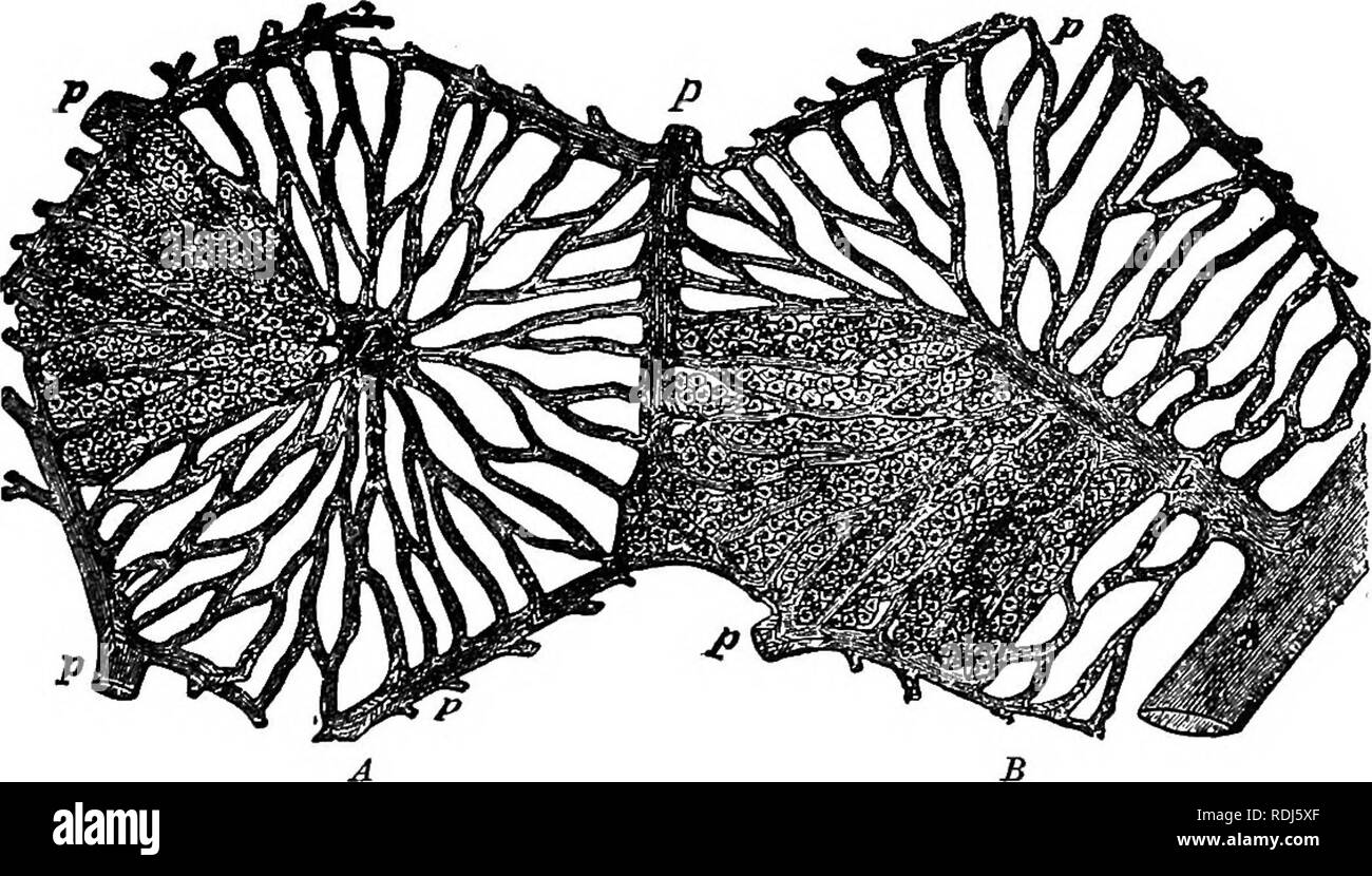Fegato di suino anatomia Foto e Immagini Stock in Bianco e Nero - Alamy