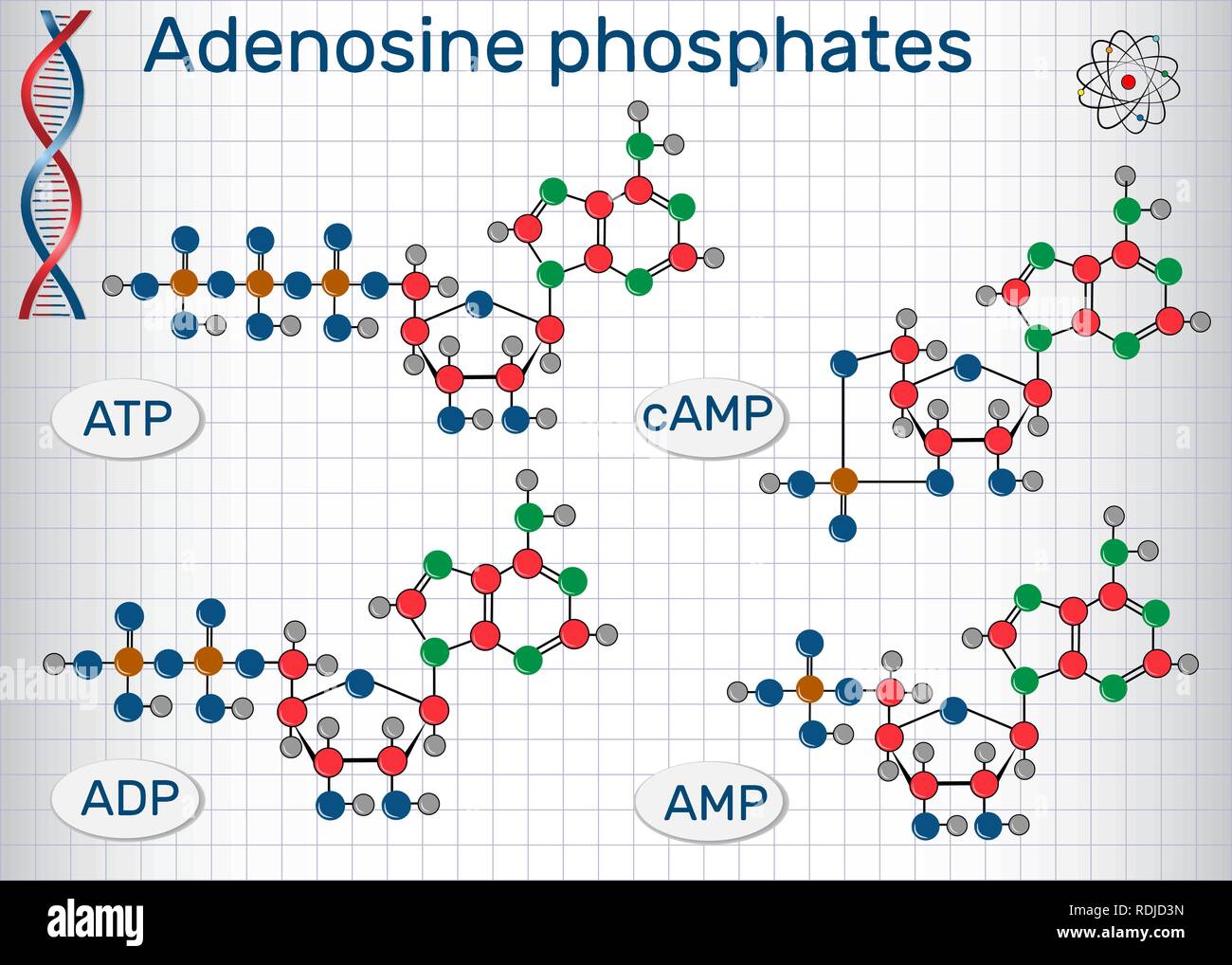 Chimica le formule strutturali di adenosina nucleotidi fosfati ...