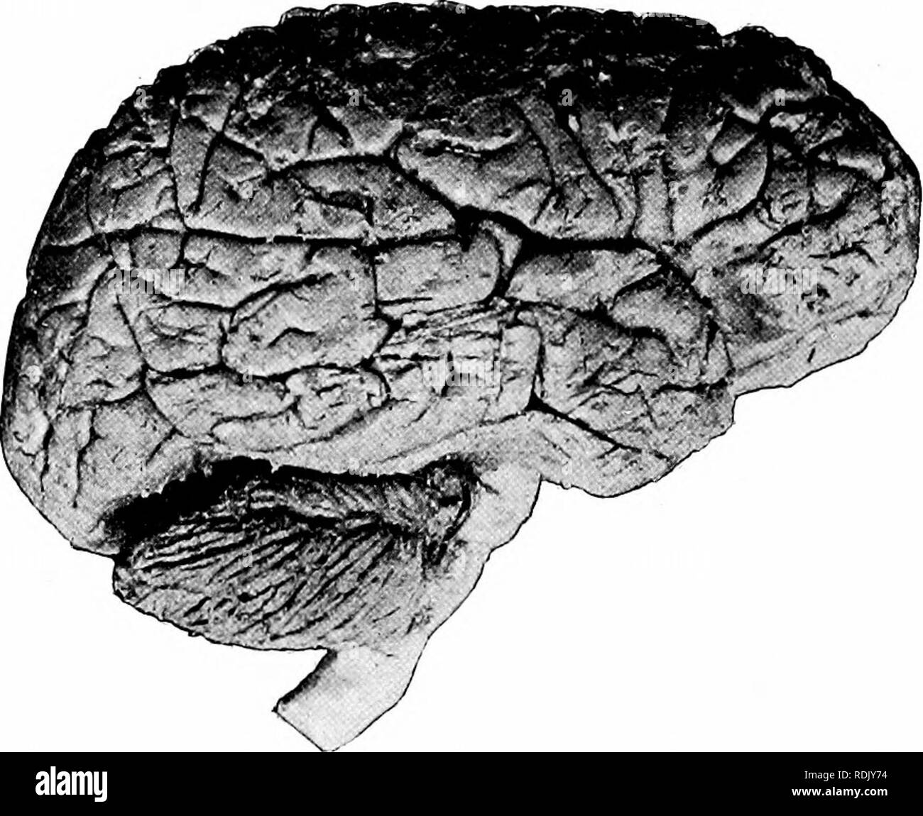 Struttura di un encefalo umano anatomia Foto e Immagini Stock in Bianco ...