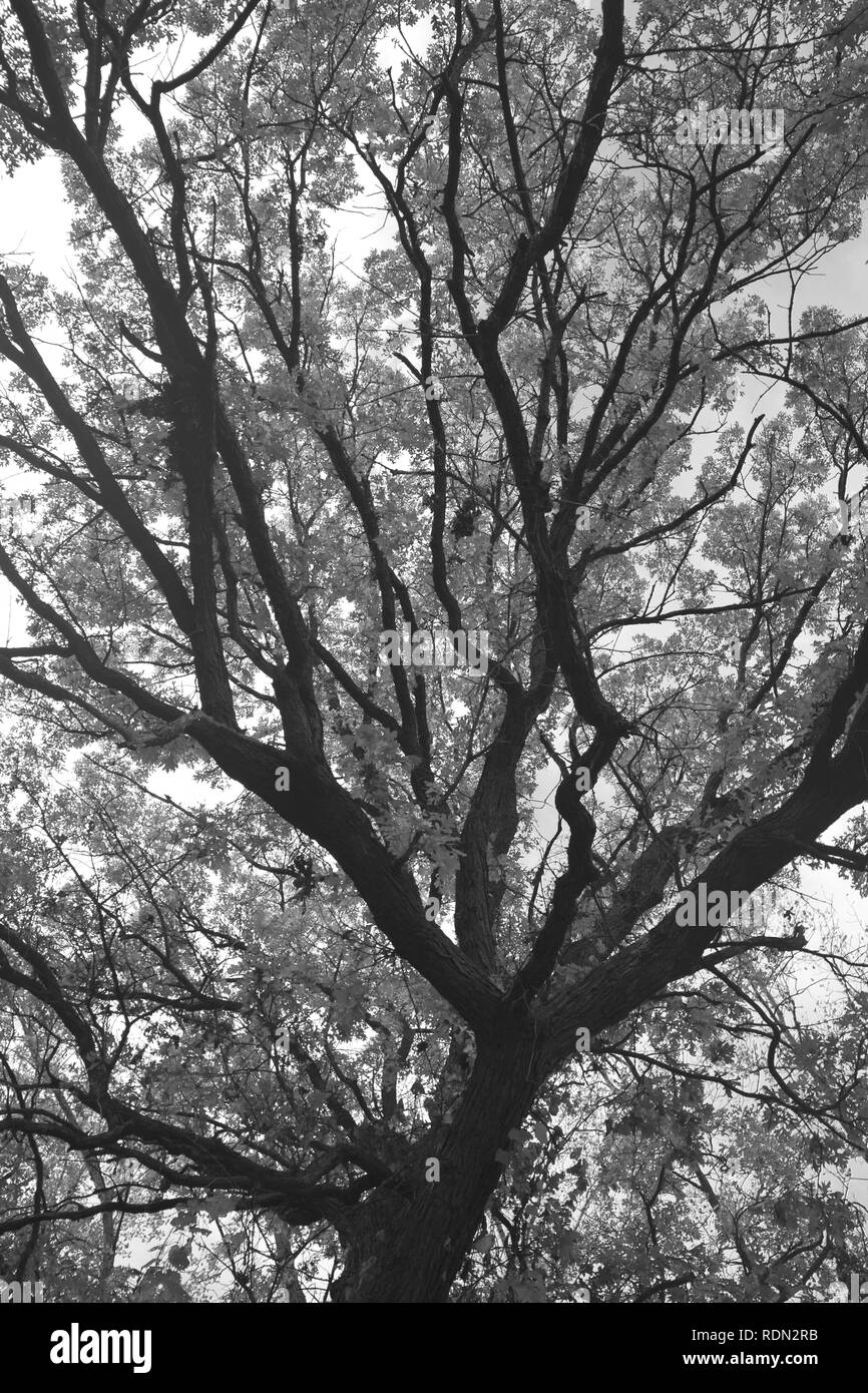 Rami di albero retroilluminati immagini e fotografie stock ad alta ...