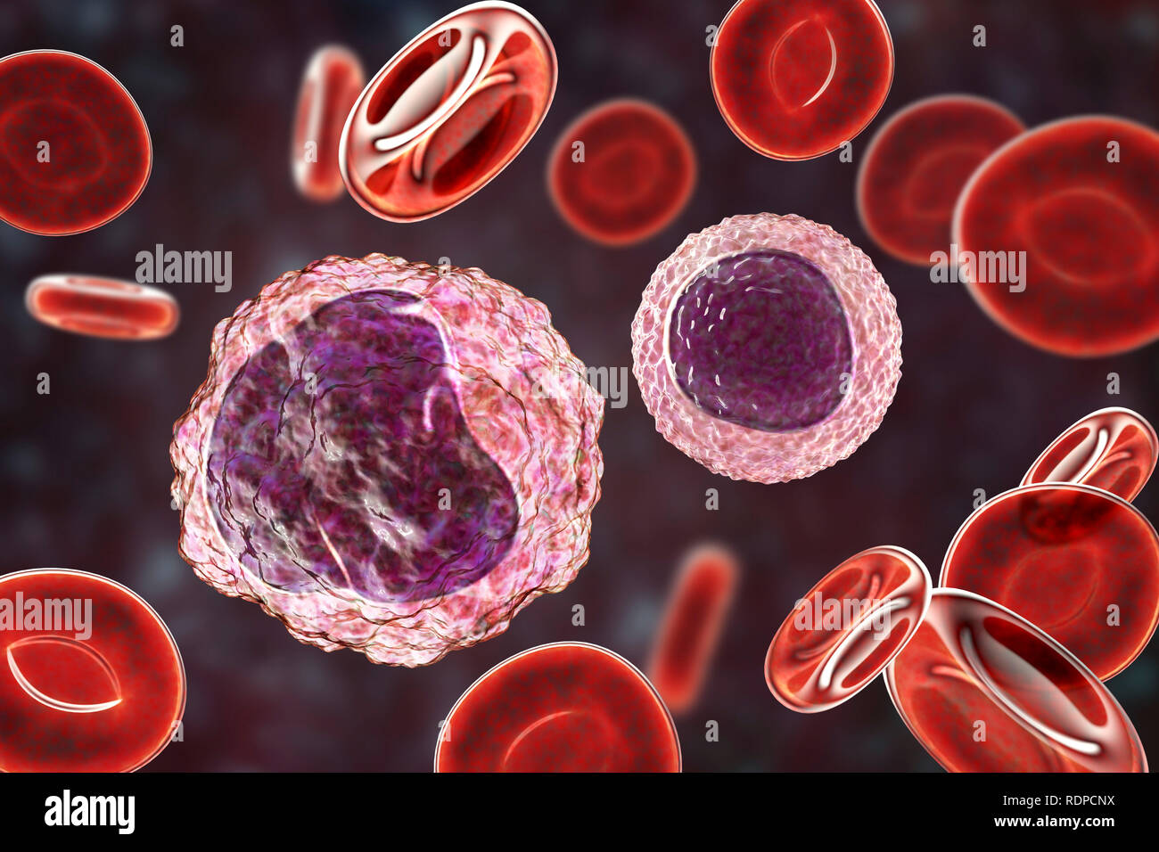 Monociti (sinistra) e linfocita (destra) di cellule bianche del sangue ...