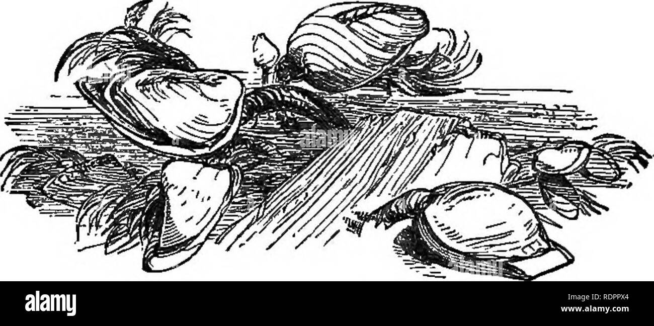 Cirripedi a stelo immagini e fotografie stock ad alta risoluzione - Alamy