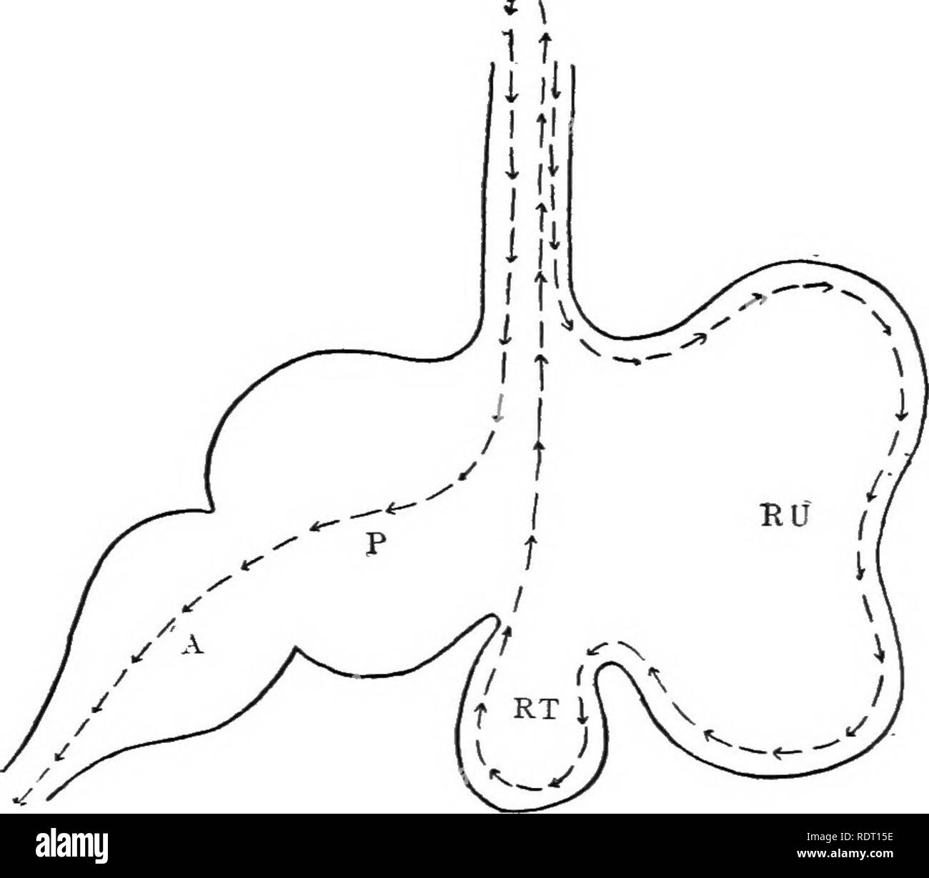 Pareti dell'intestino tenue immagini e fotografie stock ad alta ...