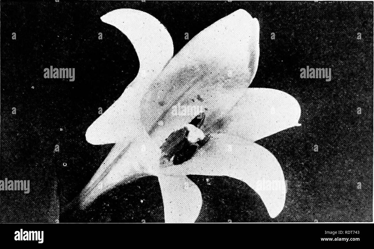 Lilium japonicum var japonicum Foto e Immagini Stock in Bianco e Nero ...