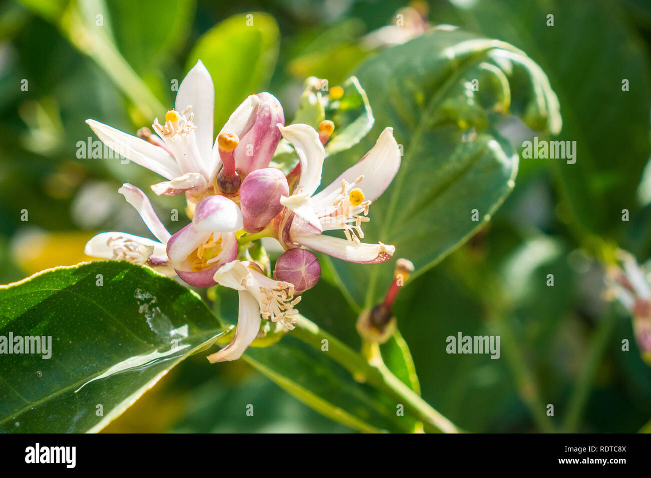 Fiori di limone immagini e fotografie stock ad alta risoluzione - Alamy