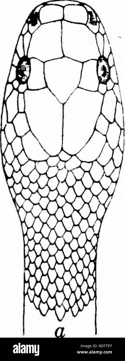 Testa di serpente da dietro immagini e fotografie stock ad alta ...