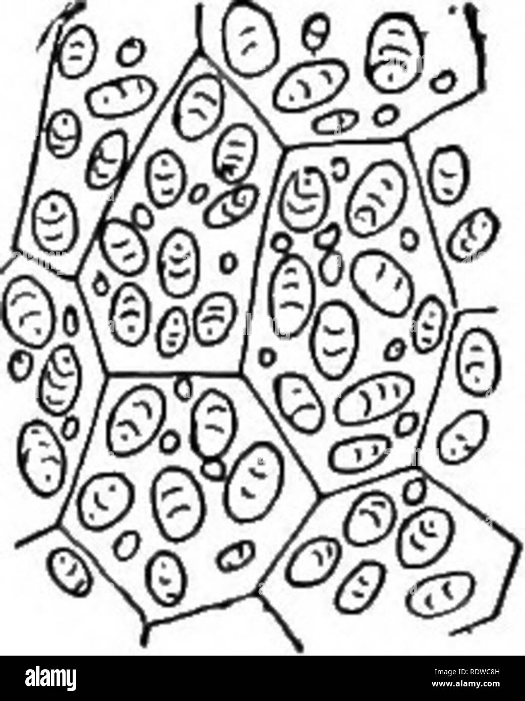 Cellula di sclerenchima Foto e Immagini Stock in Bianco e Nero - Alamy