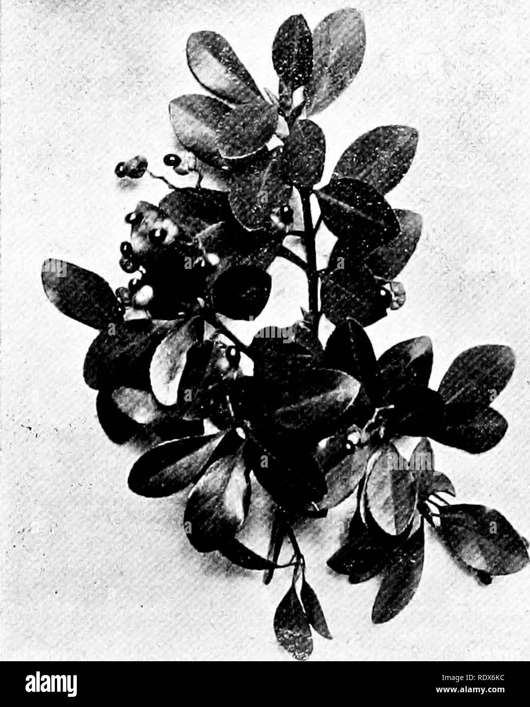 Erica arborea plants immagini e fotografie stock ad alta risoluzione ...