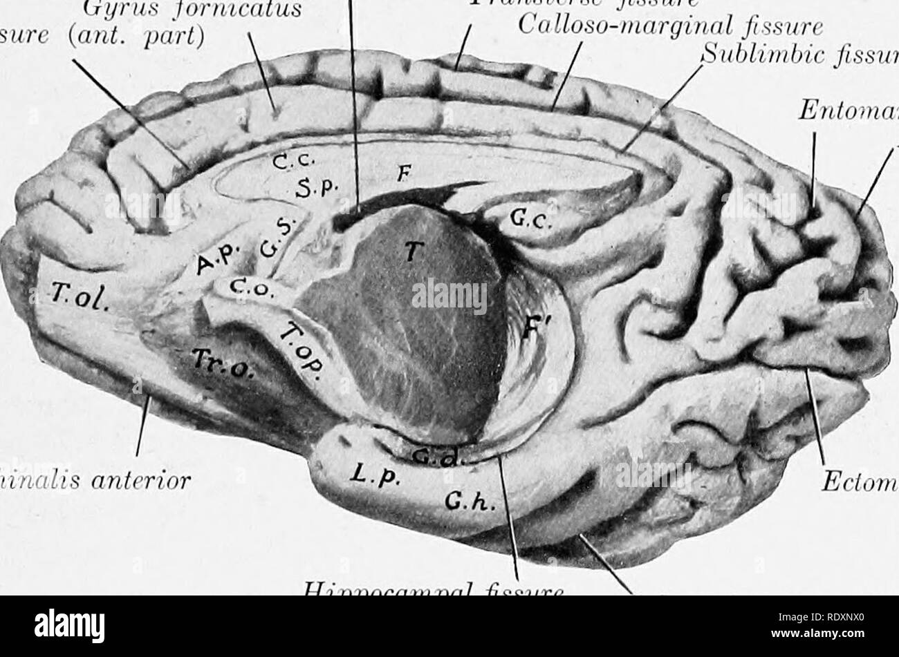 Anatomia Dell'ippocampo Immagini e Fotos Stock - Alamy