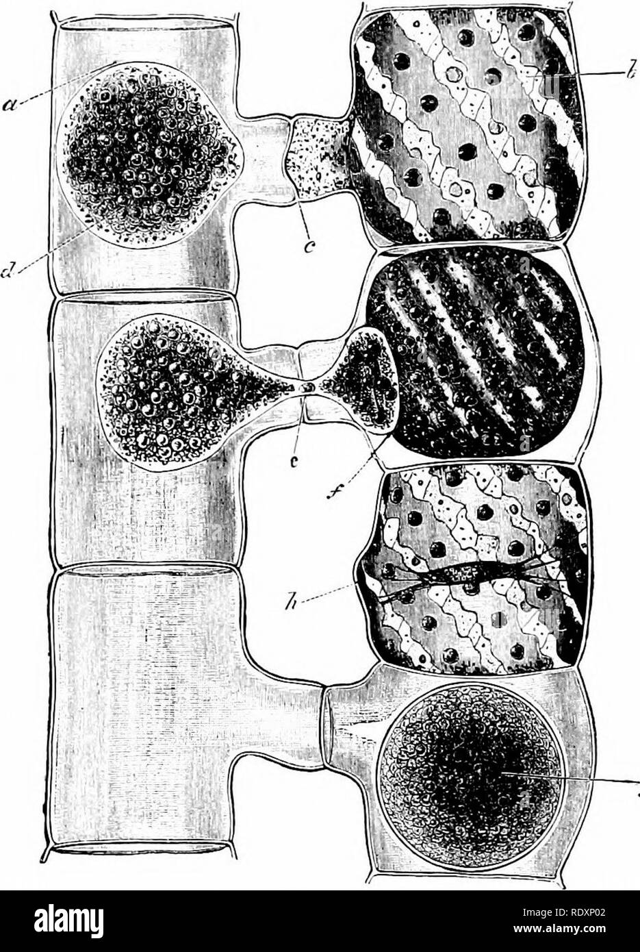 Turgore delle cellule immagini e fotografie stock ad alta risoluzione ...