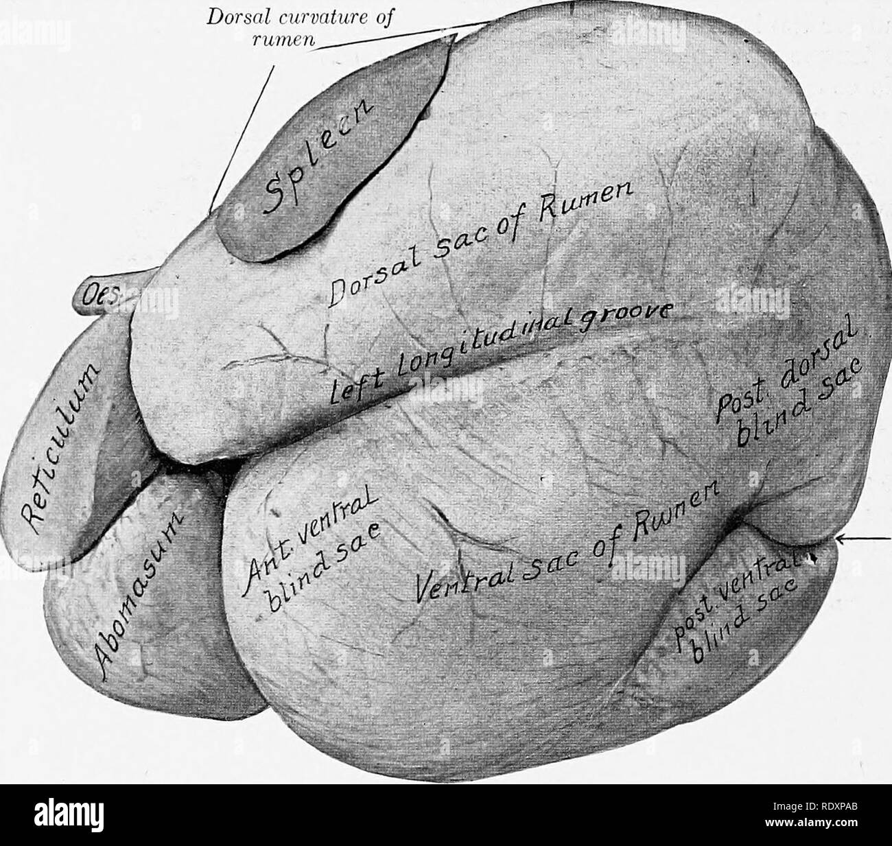 Tubo faringeo nasale Foto e Immagini Stock in Bianco e Nero - Alamy