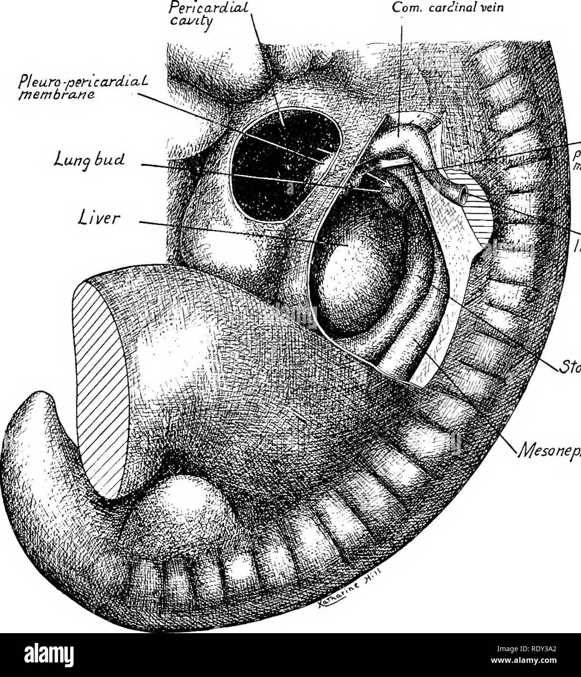 Nervo Frenico Immagini e Fotos Stock - Alamy