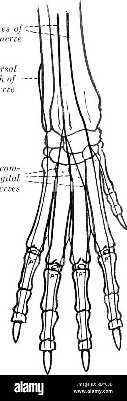 Anatomia muscolare cane immagini e fotografie stock ad alta risoluzione ...
