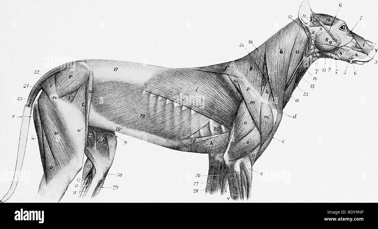 . L'anatomia di animali domestici . Anatomia Veterinaria. Fig. 319 ...