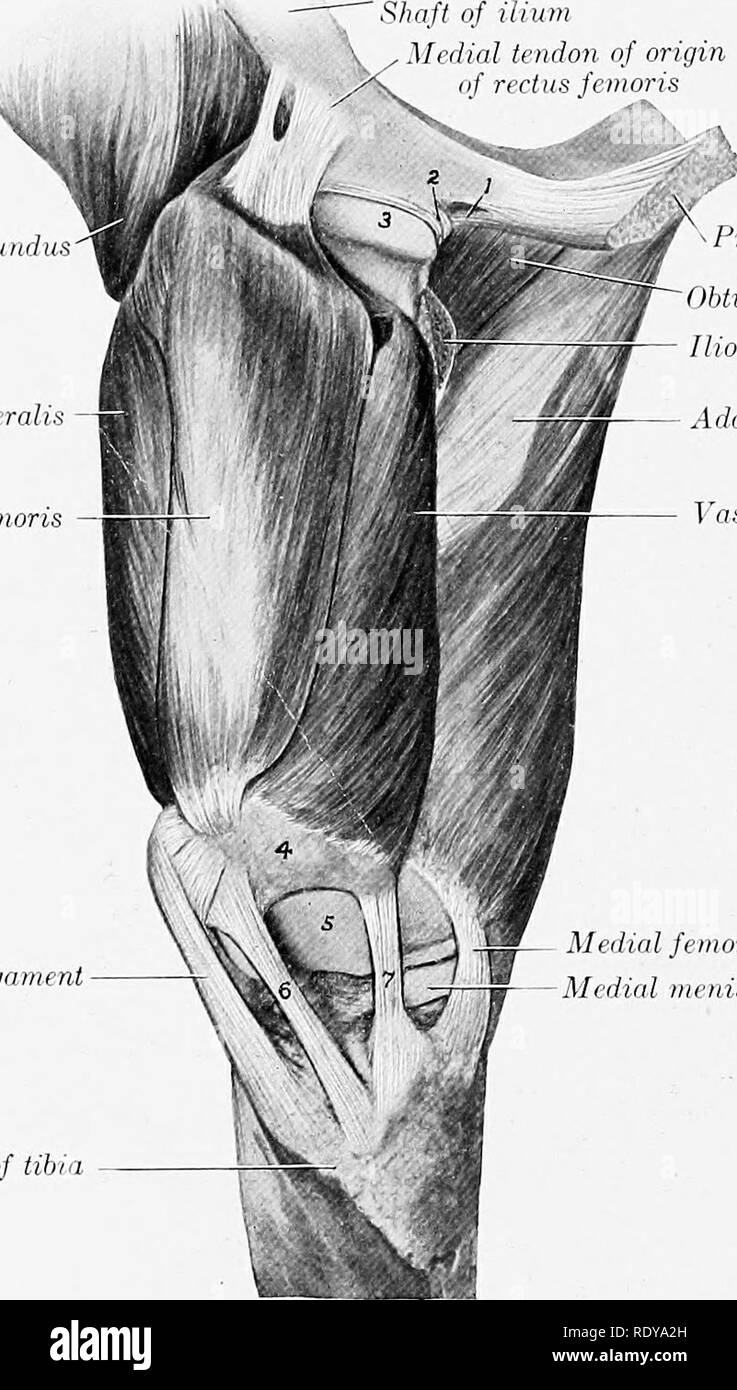 . L'anatomia di animali domestici . Anatomia Veterinaria. Scudo 330 E I ...
