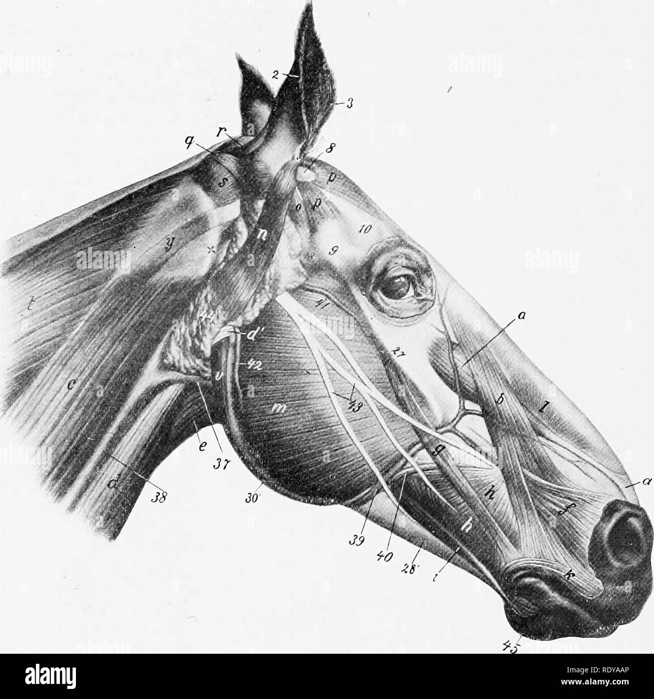 . L'anatomia di animali domestici . Anatomia Veterinaria. Scudo 256 E I ...