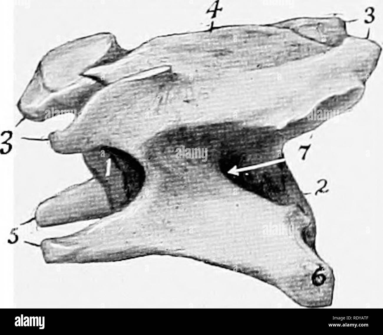 . L'anatomia di animali domestici . Anatomia Veterinaria. Fig. 199 ...