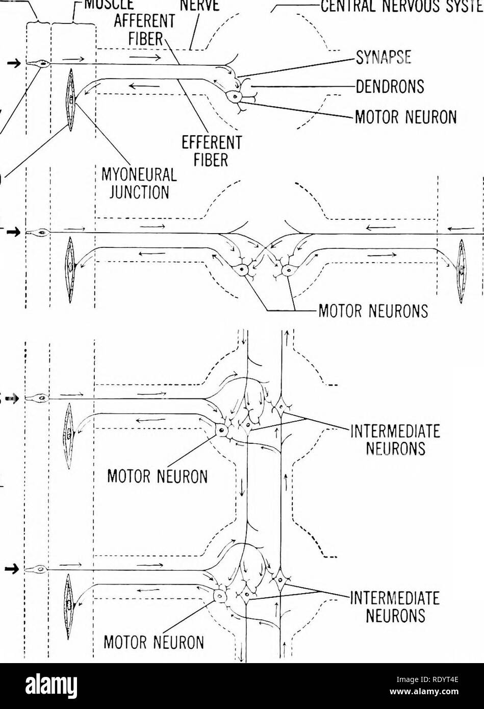 Arco riflesso sistema nervoso immagini e fotografie stock ad alta ...