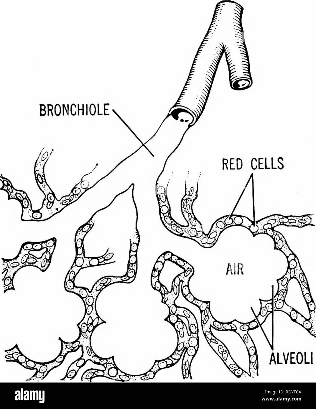 . Principi di biologia moderna. Biologia. ALVEOLI Fig. 19-7. Una ...