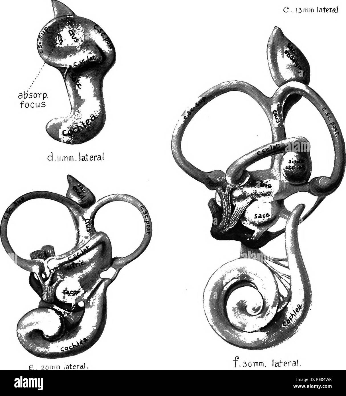 . Un manuale di laboratorio e libro di testo di embriologia ...