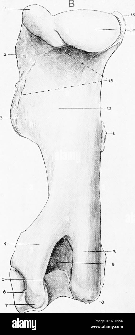 Fossa coronoide immagini e fotografie stock ad alta risoluzione - Alamy