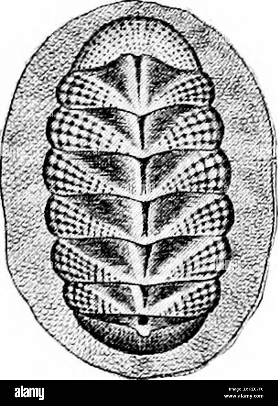 Simmetria bilaterale del corpo immagini e fotografie stock ad alta ...