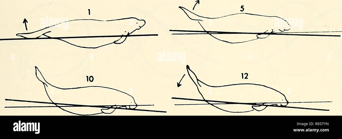 . Ecologia e comportamento del lamantino (Trichechus manatus) in ...