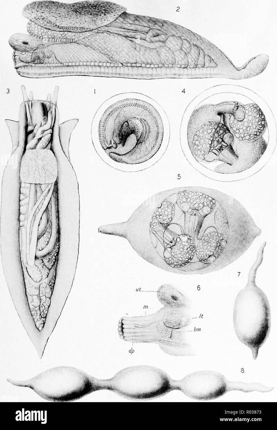 . Anatomia e fisiologia di Polygyra Albolabris e Limax Maximus ed ...
