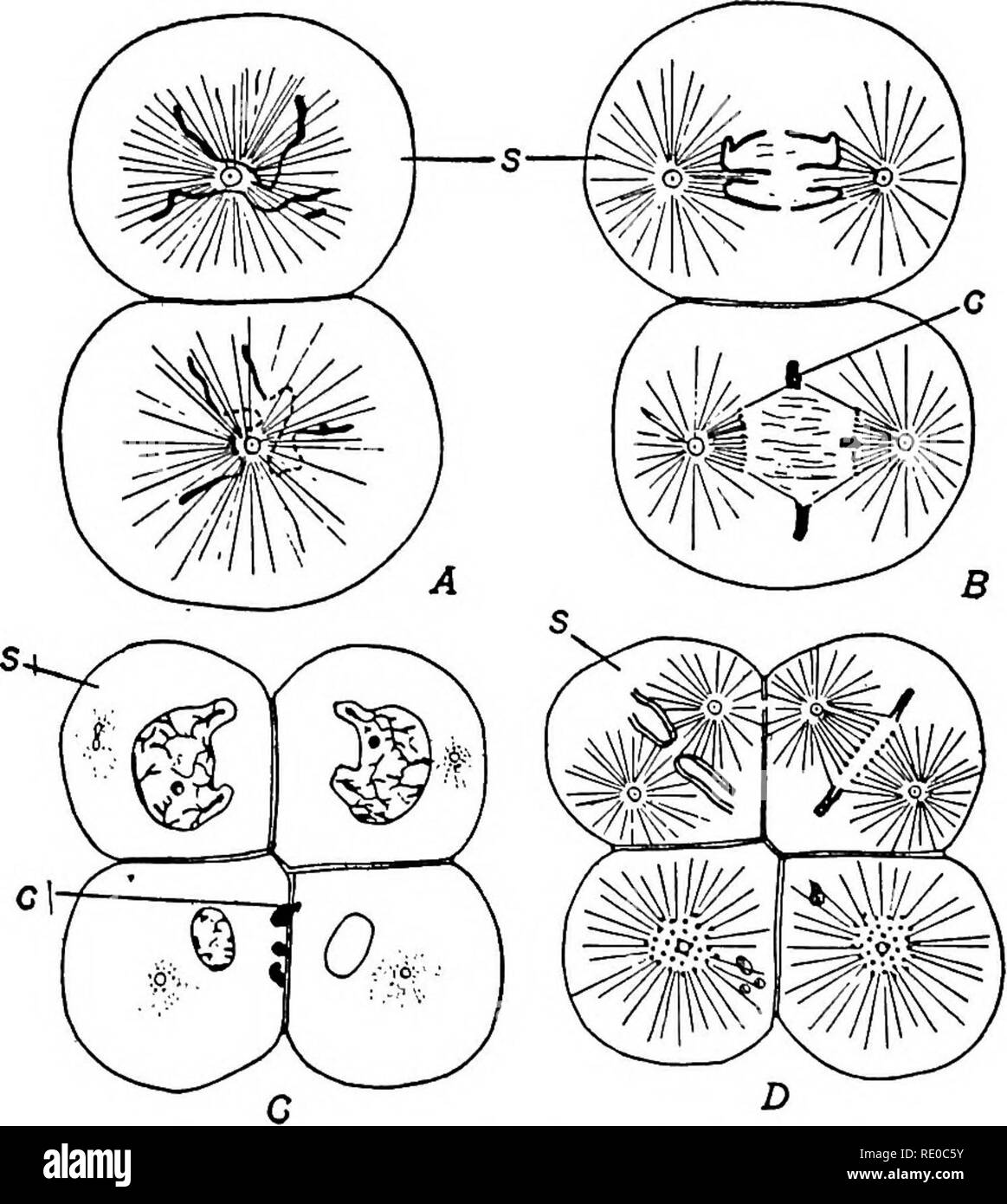 . Il germe del ciclo cellulare in animali . Le cellule. Le cellule ...