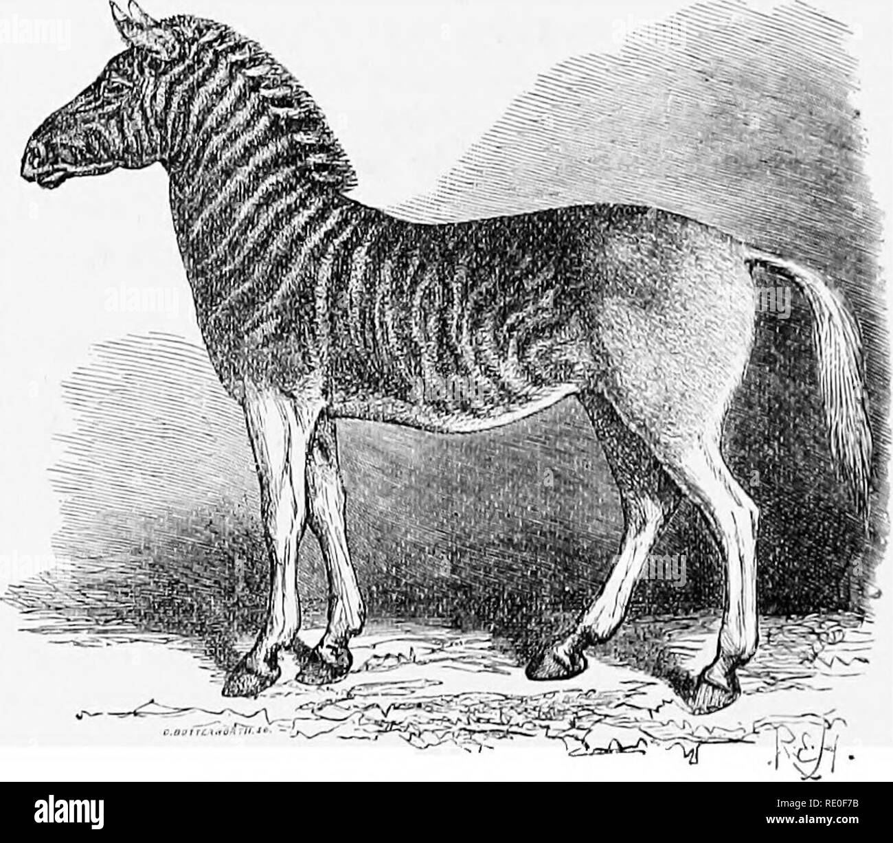 Extinct horse genus immagini e fotografie stock ad alta risoluzione - Alamy