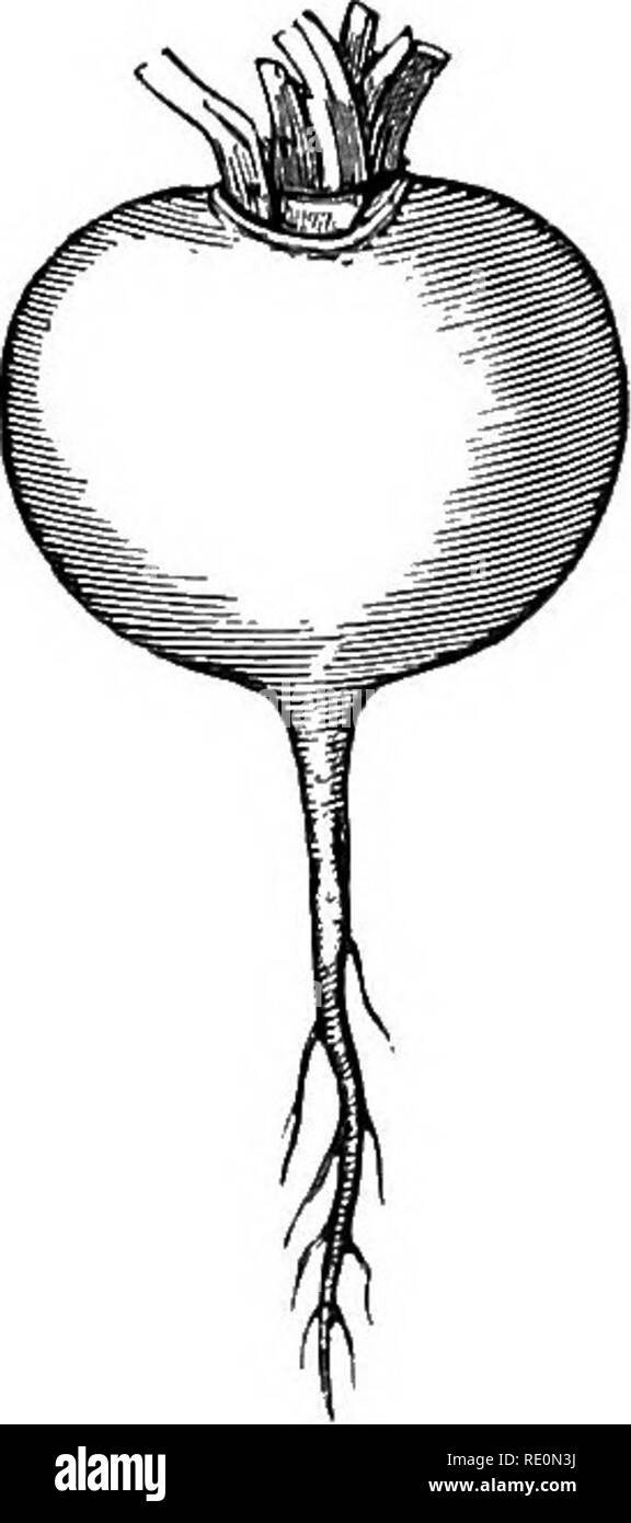 Radice napiforme Foto e Immagini Stock in Bianco e Nero - Alamy