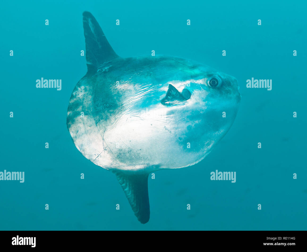 Pesce appiattito immagini e fotografie stock ad alta risoluzione - Alamy