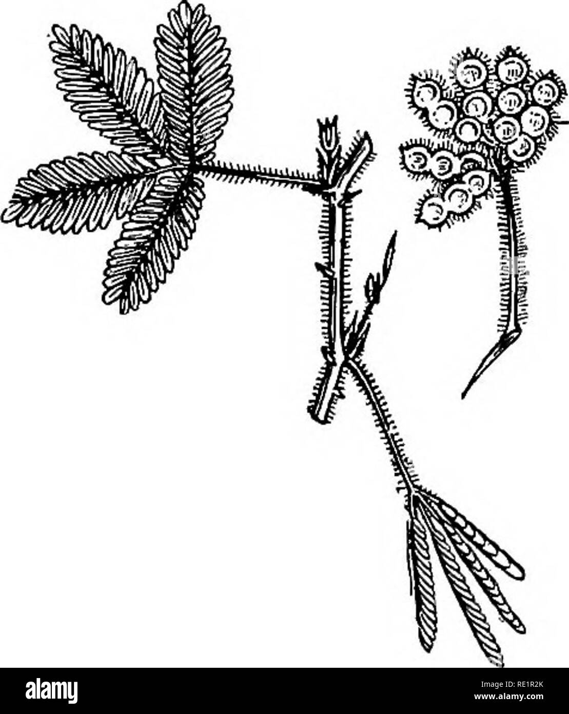 Morfologia legumi immagini e fotografie stock ad alta risoluzione - Alamy