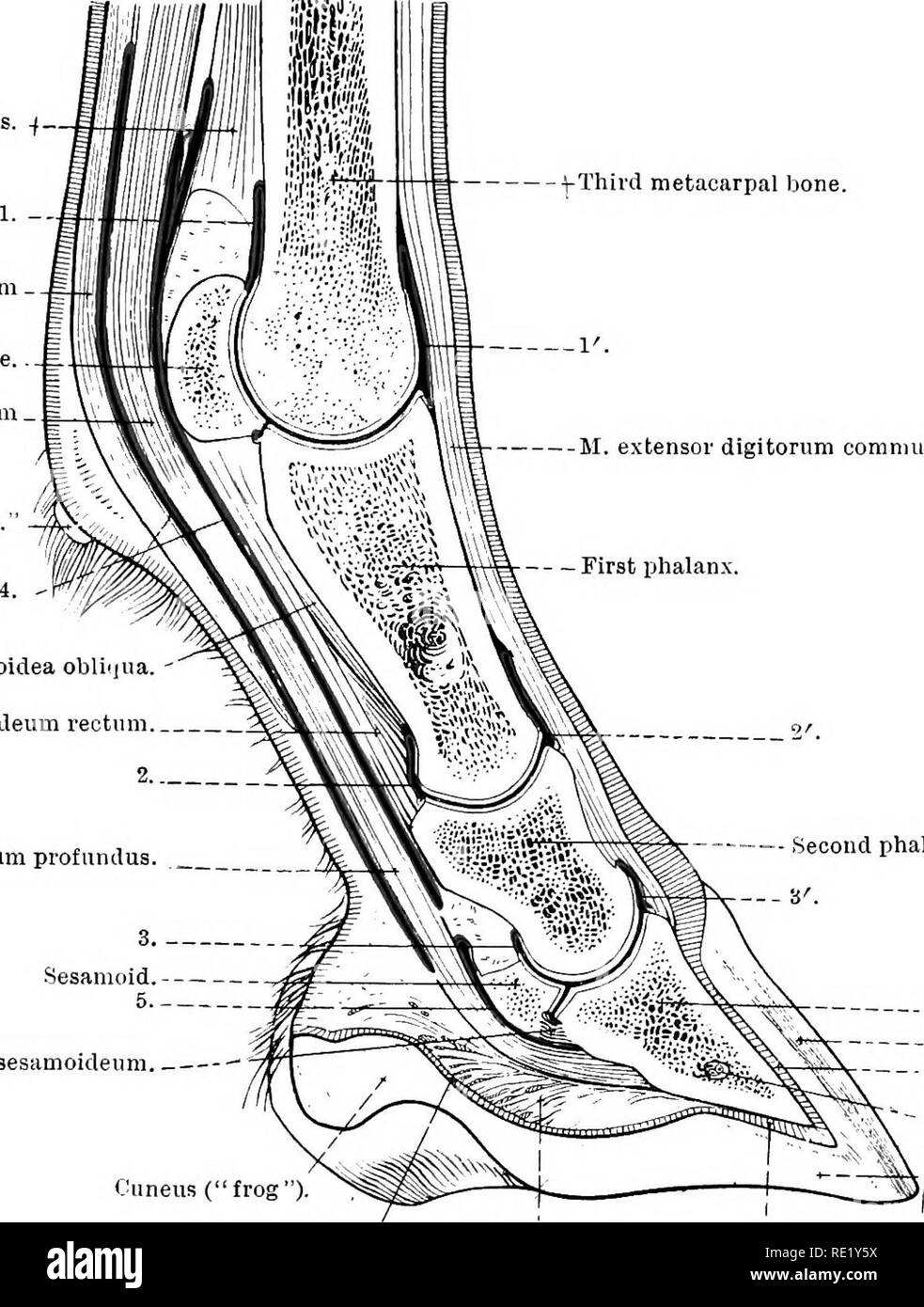 . La Anatomia Topografica degli arti del cavallo. Cavalli; fisiologia ...