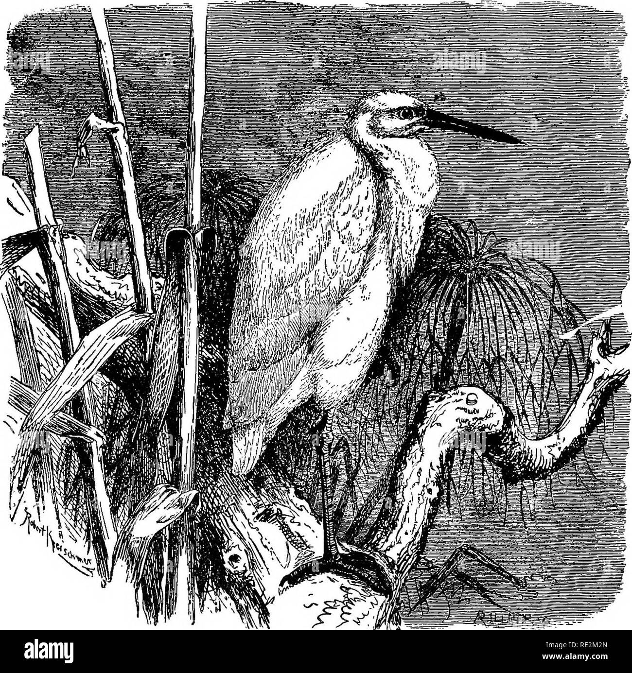 . I nidi e le uova di uccelli del Nord America. Gli uccelli; uccelli ...