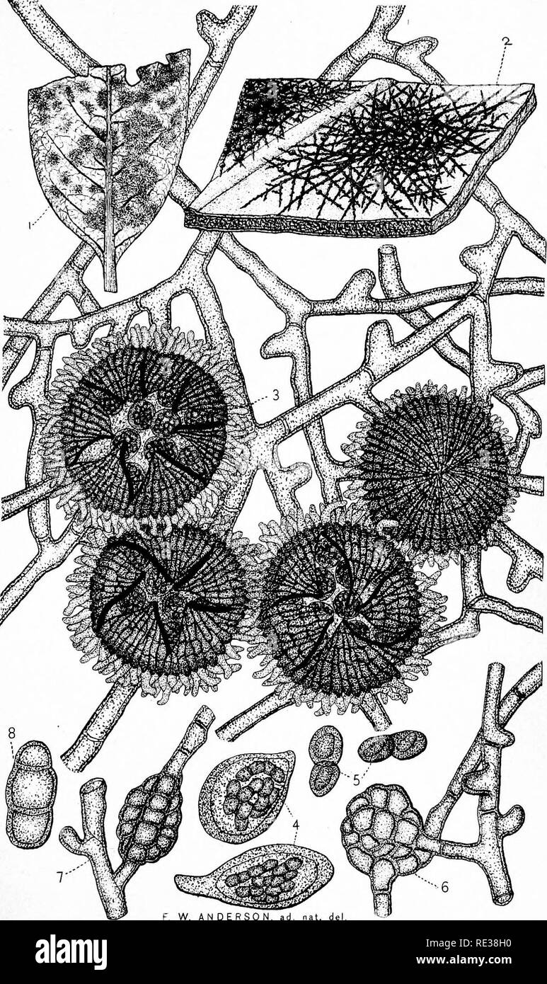 . La North American Pyrenomycetes. Un contributo al micologica botanica ...