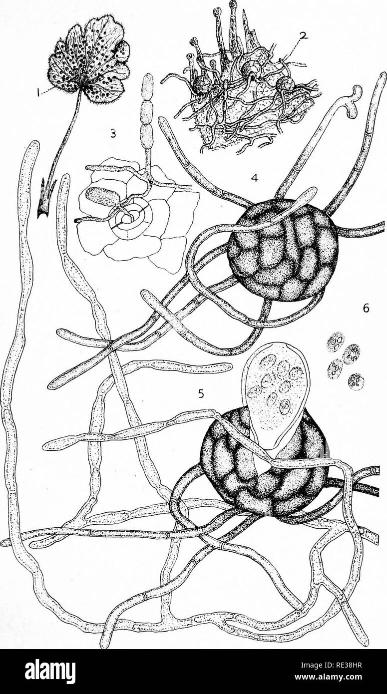 . La North American Pyrenomycetes. Un contributo al micologica botanica ...