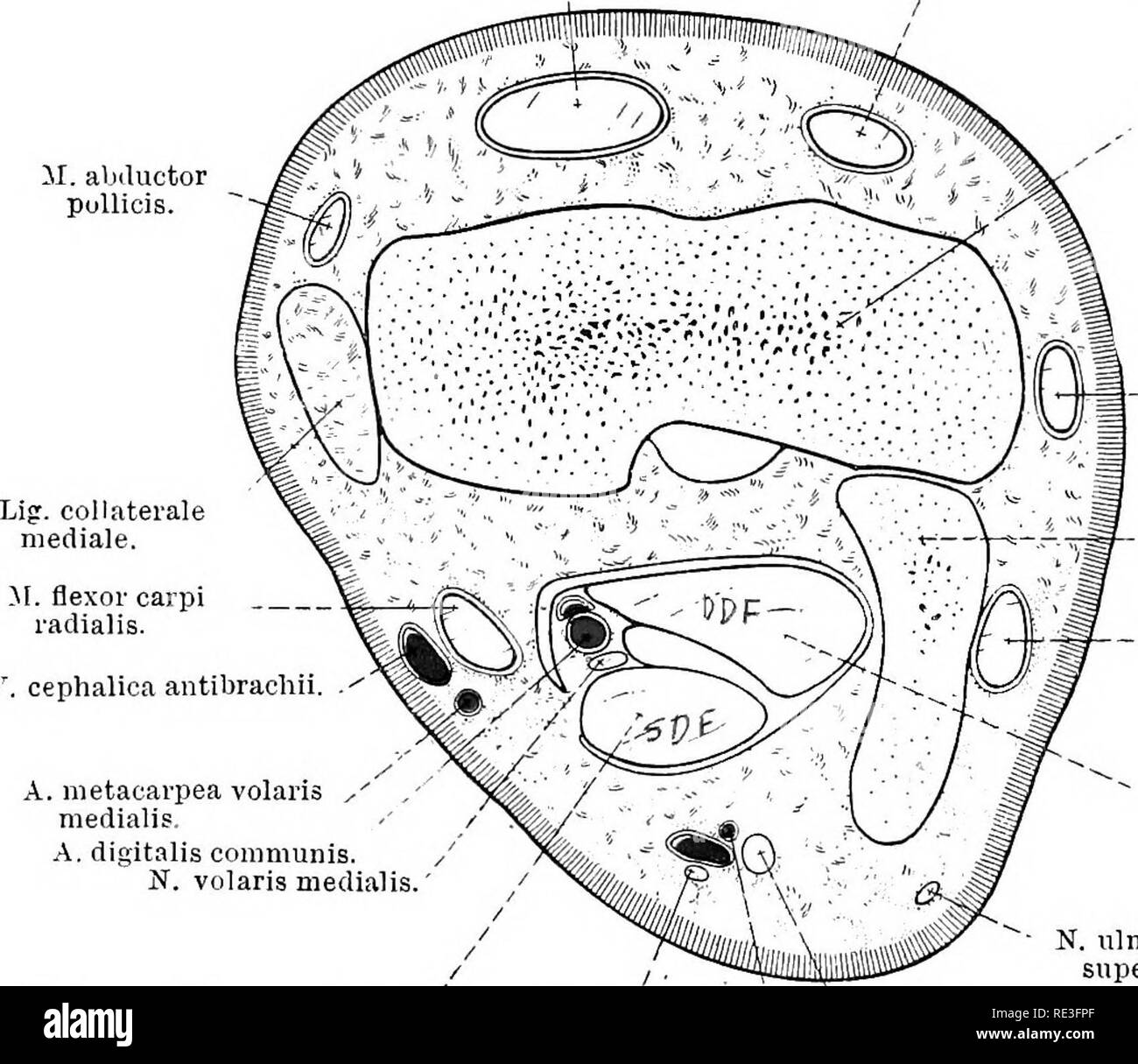 Extensor carpi radialis horse immagini e fotografie stock ad alta ...