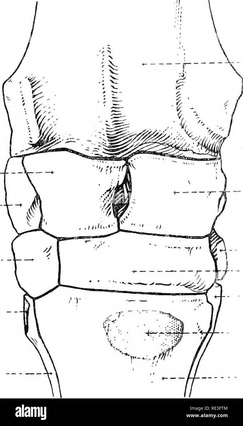 Extensor carpi radialis horse immagini e fotografie stock ad alta ...