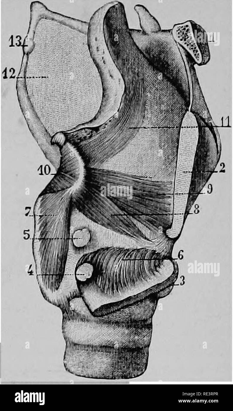 Muscoli della laringe immagini e fotografie stock ad alta risoluzione ...