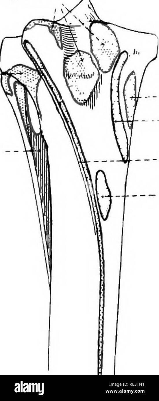Tibia fibula cavallo immagini e fotografie stock ad alta risoluzione ...