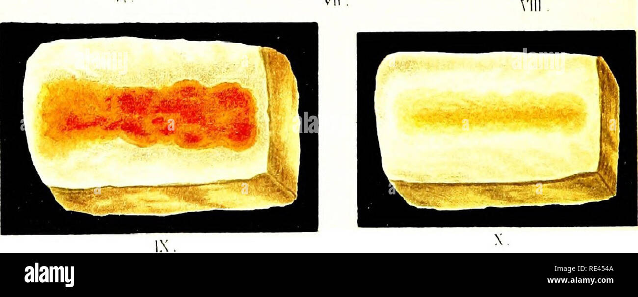 . Atlas e principi di batteriologia e libro di testo di speciali ...