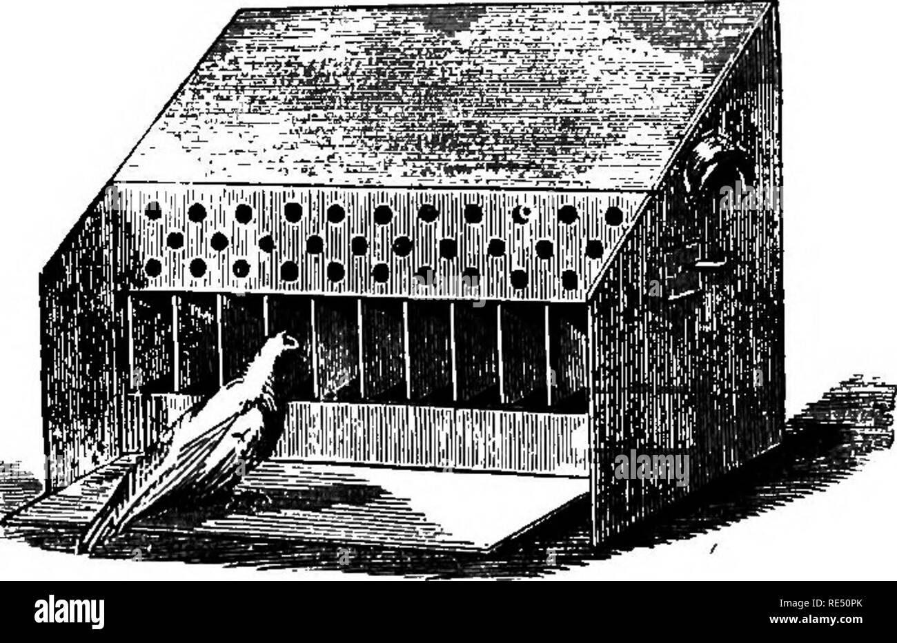 . La pratica di Pigeon keeper. I piccioni. Tramogge di cibo. 19 di ...